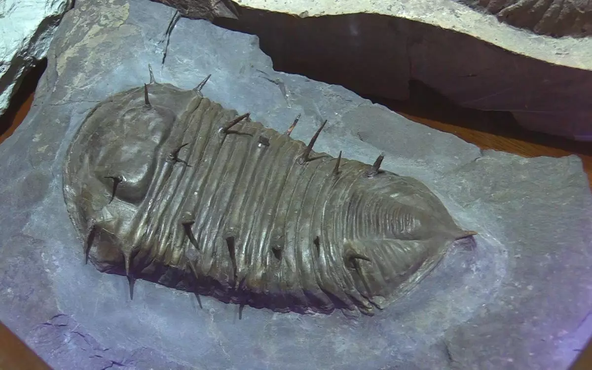 O único museo de trilobites do mundo está en México 18172_5