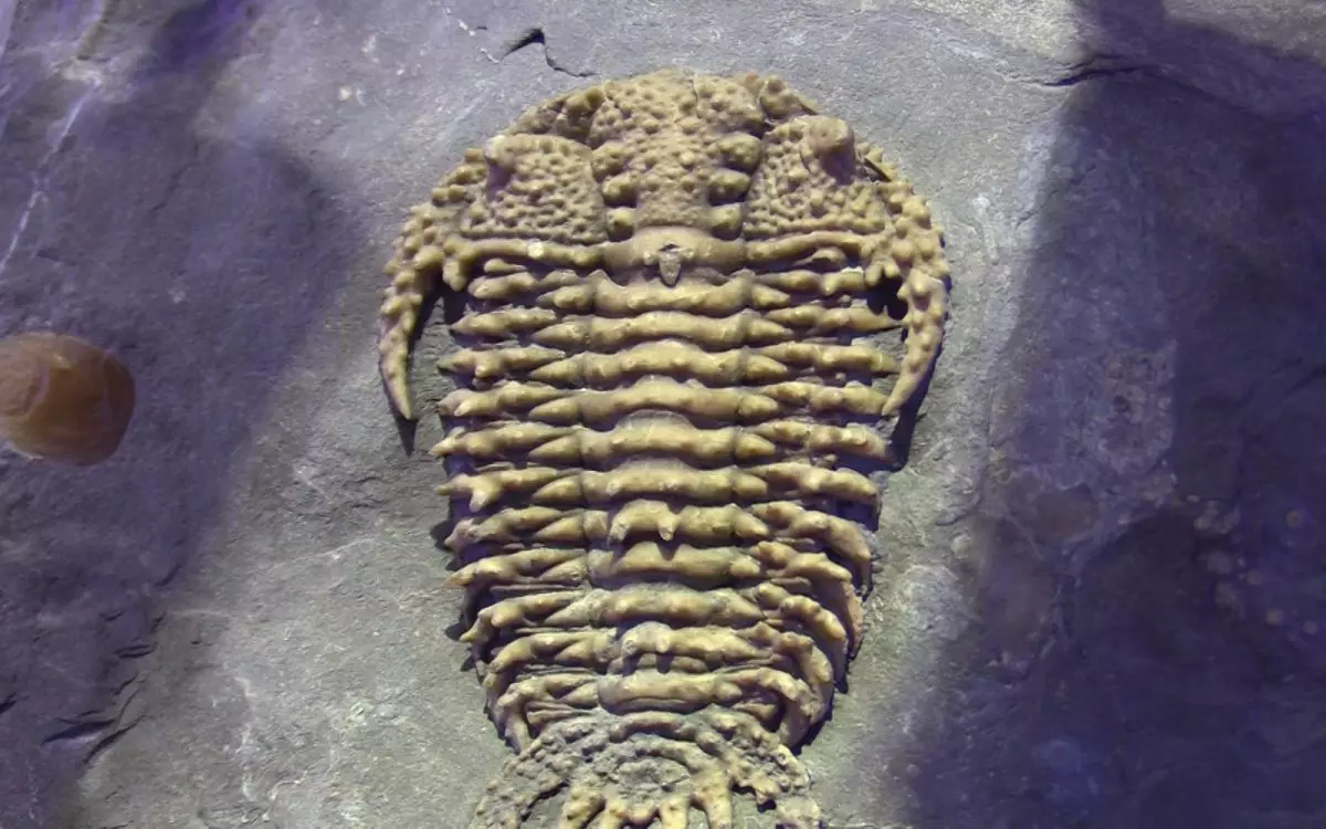 Trilobite gidan kayan gargajiya daya tilo a duniya yana Mexico 18172_7