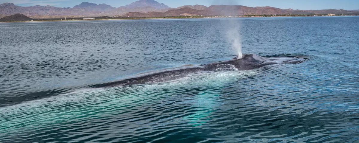 Gå på jakt efter valarna i Sea of Cortez fifu