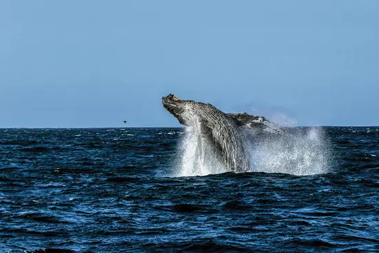 Alfredo Martínez / วาฬสีเทาใน Cabo San Lucas