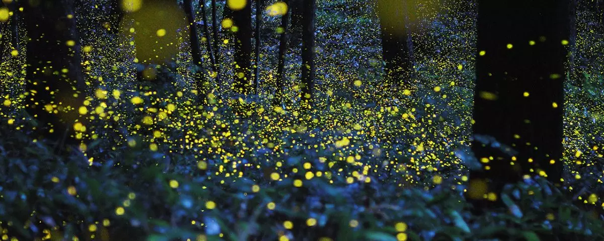 sanctuary-fireflies-tlaxcala