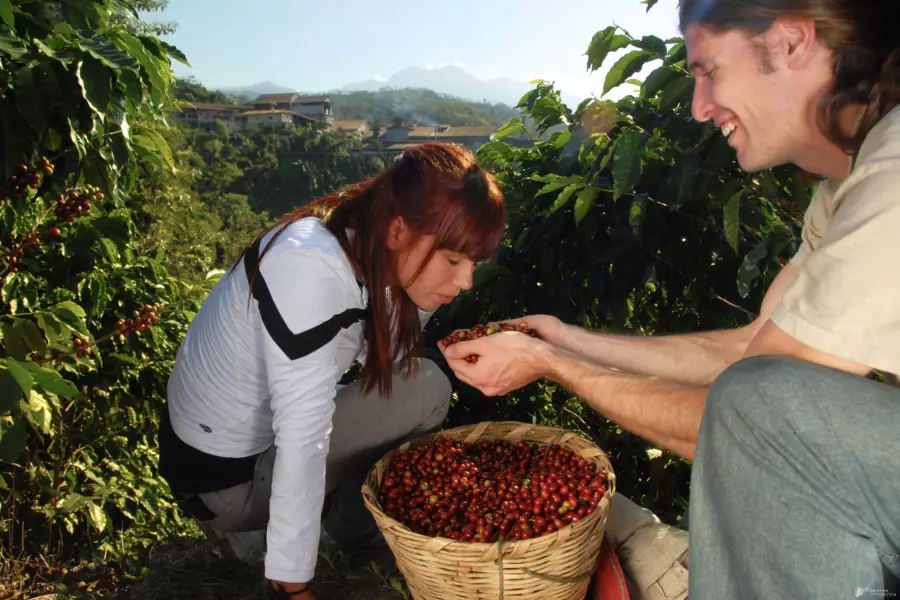 Trang trại cà phê ở Chiapas