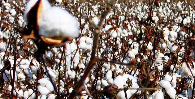 Coyuche памук: почти изчезнало наследство fifu