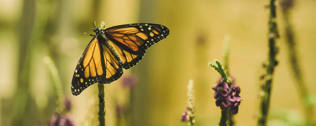 Agroecological gardens para iligtas ang fifu Monarch butterfly