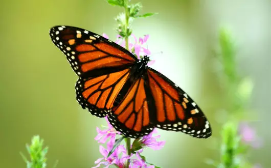 Agroecological gardens para iligtas ang Monarch butterfly 18540_2