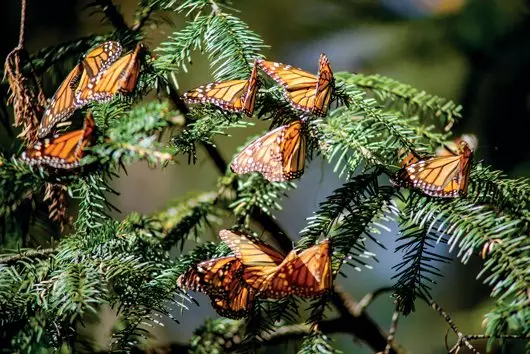 Agroecological gardens para iligtas ang Monarch butterfly 18540_3