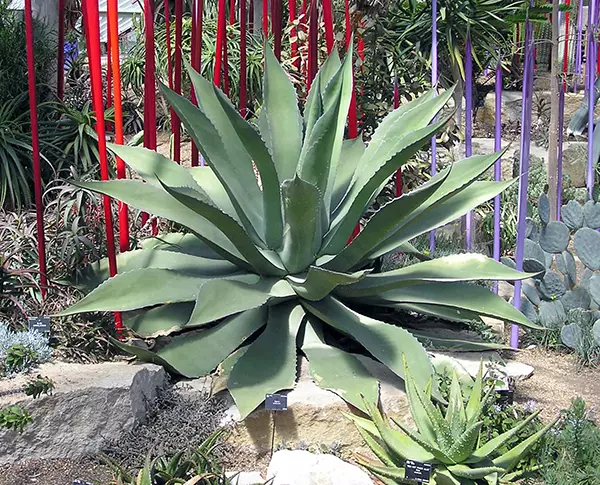 Agave mezcalero: conosciamo 7 delle specie con cui viene preparata la bevanda 18581_3