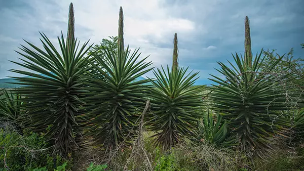 Agave mezcalero: conosciamo 7 delle specie con cui viene preparata la bevanda 18581_4