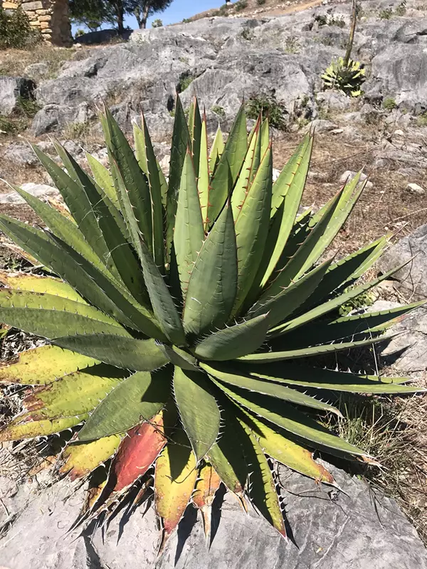 Agave mezcalero: conosciamo 7 delle specie con cui viene preparata la bevanda 18581_6