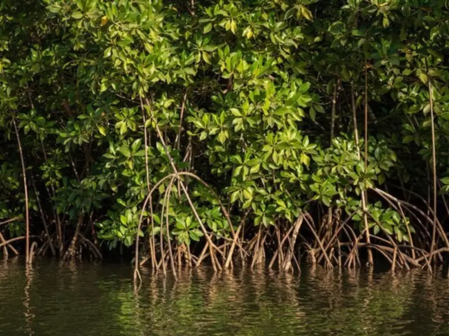 mangrover
