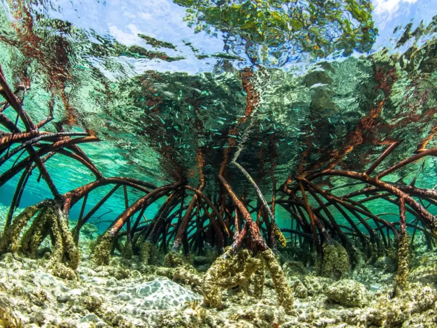 mangrove mocsár
