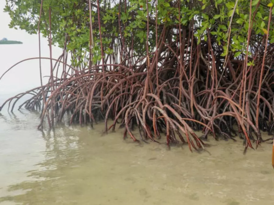 mangrovemetsät