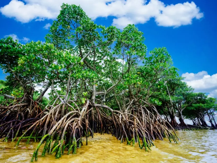 mangrovepuut Meksikossa 18610_13