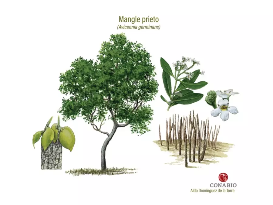мангрова гора