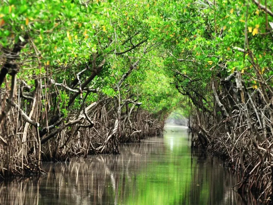 mangrovės