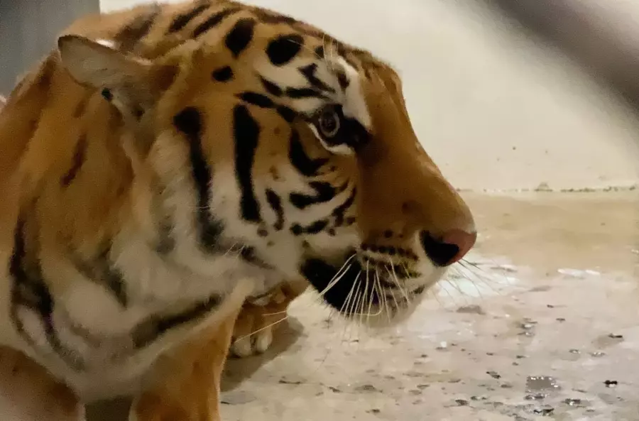 Kopshti Zoologjik Chapultepec pranon 8 mace të mëdha që u shpëtuan 18678_3