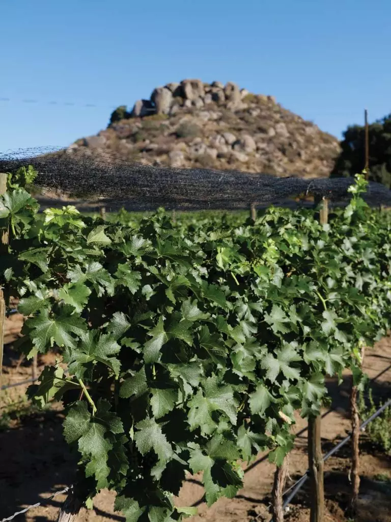 Tecate, la porte nord de la route des vins 18745_18