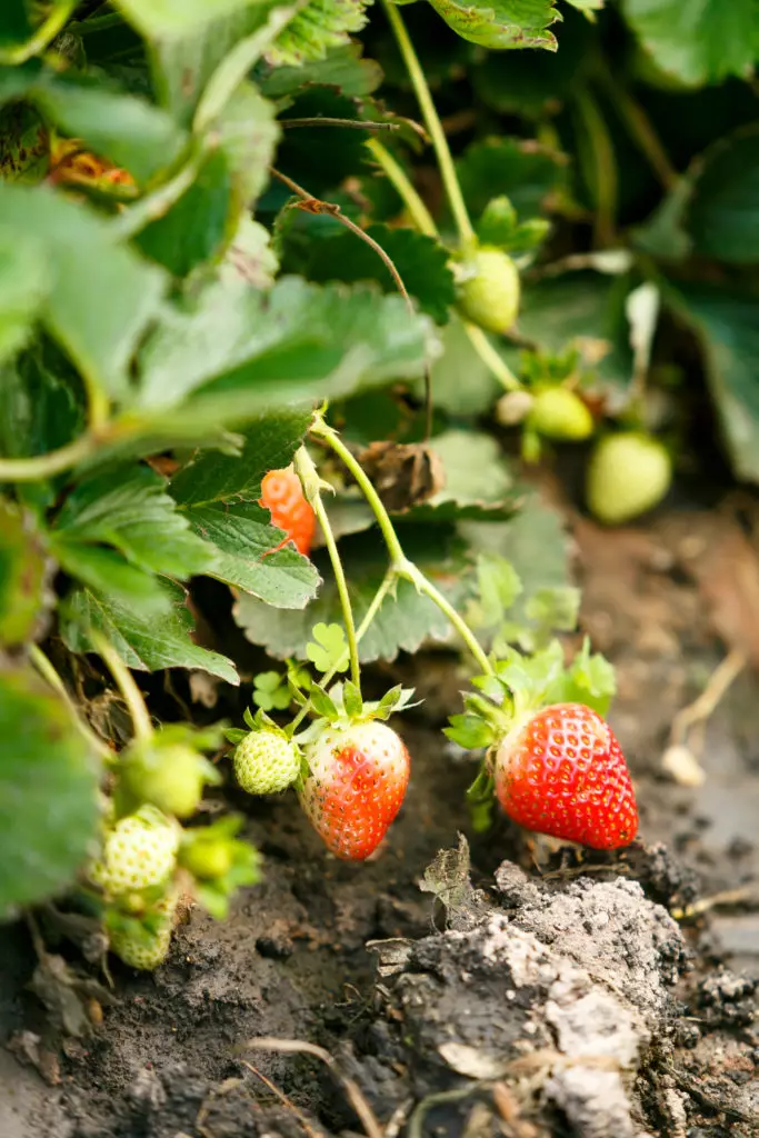 Irapuato, Caasimadda Strawberry ee Adduunka 18809_4