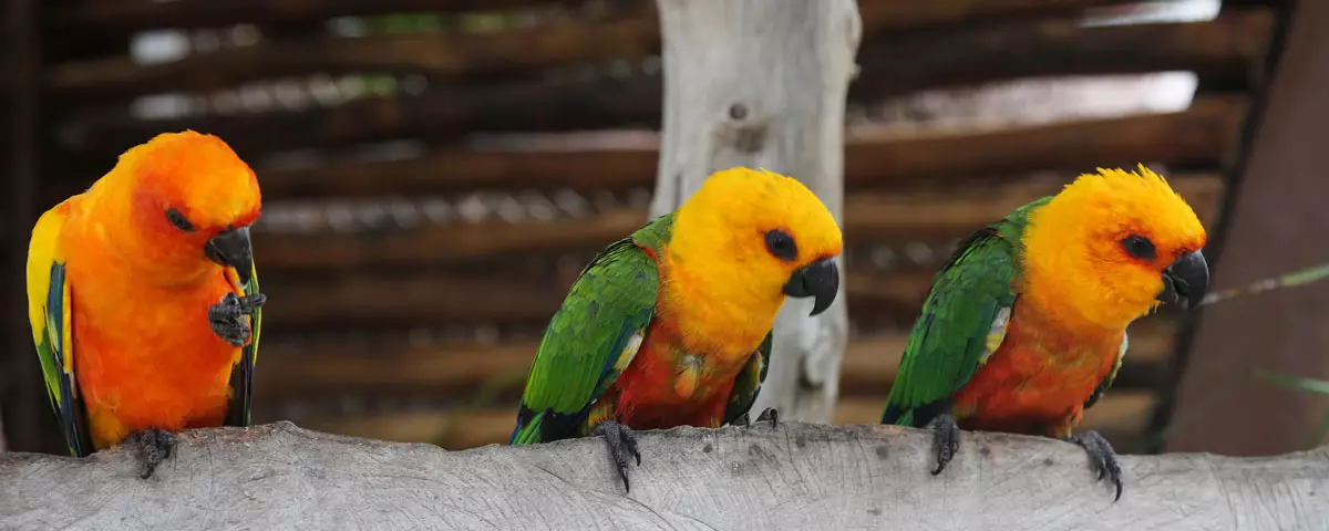 costa-maya-aviario-tres-aves