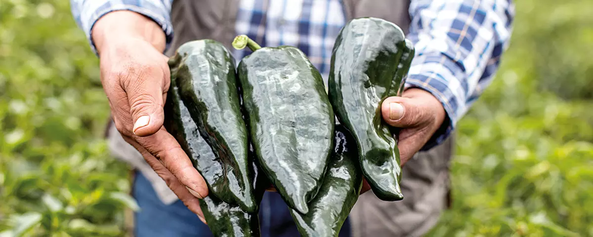 Pueblako chiles en nogada jateko tokirik onenak