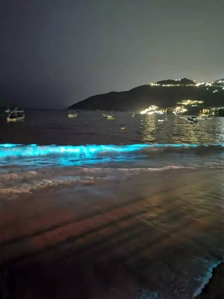 60 жилийн харанхуйн дараа Акапулькогийн наран шарлагын газар ингэж л биолюминесценцээр гэрэлтэв (ВИДЕО) 18976_2