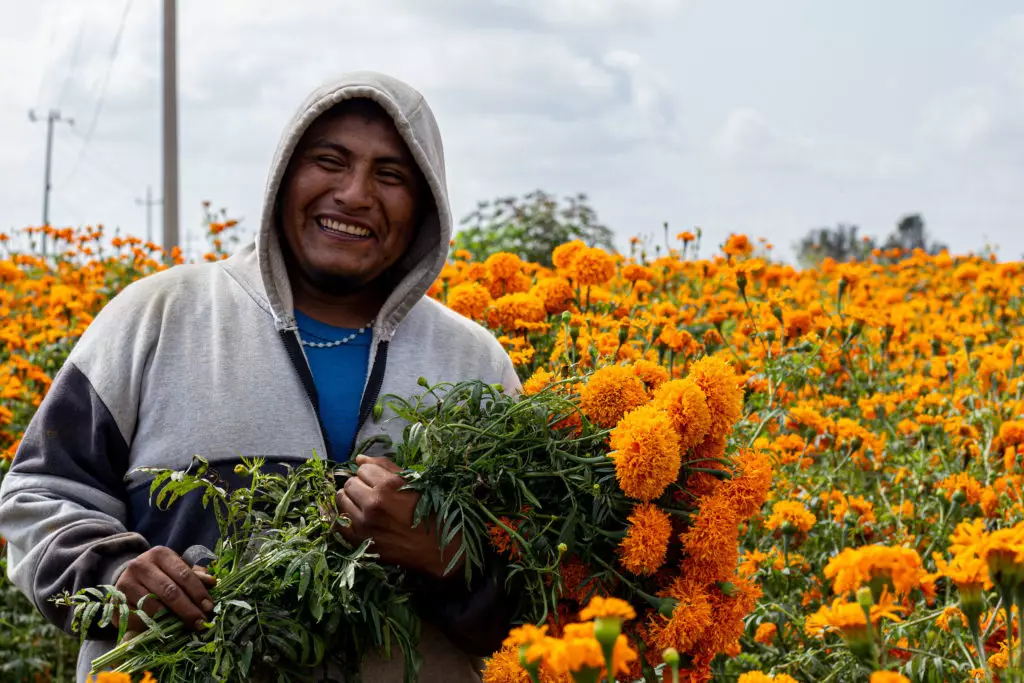 Campos de Cempasúchil en Puebla, unha cor que brilla o Día de Defuntos 19382_5