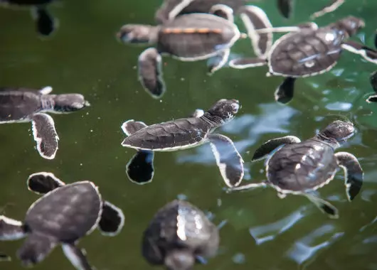 A mexikói teknősközpont egy hónapra fogad önkénteseket, hogy együttműködjenek a megőrzésben
