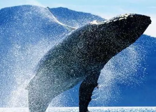 Gutxik daki Mazunten baleen behaketari buruz