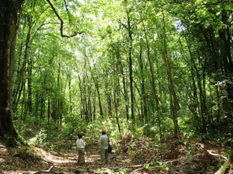 maple-forest-jalisco-2