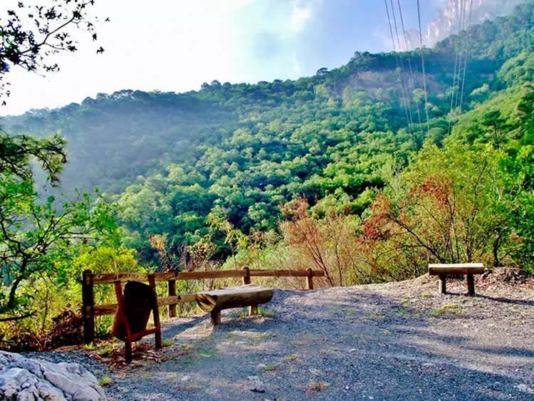 O bosque de arces en Jalisco 19564_2