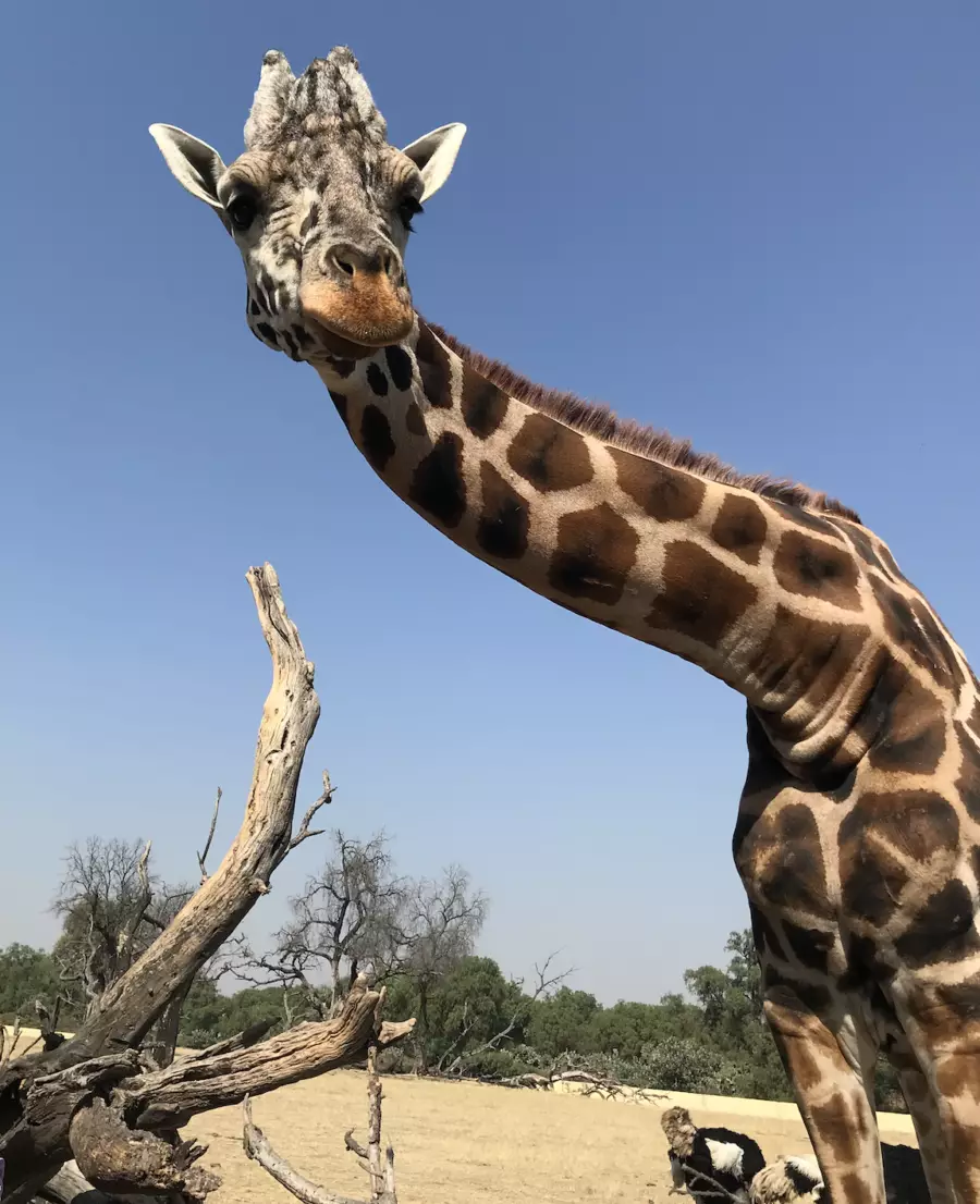 Jaguar Sanctuary, אַן אַנפערגעטאַבאַל פּאַסירונג אין די שטאַט פון מעקסיקא 19749_2