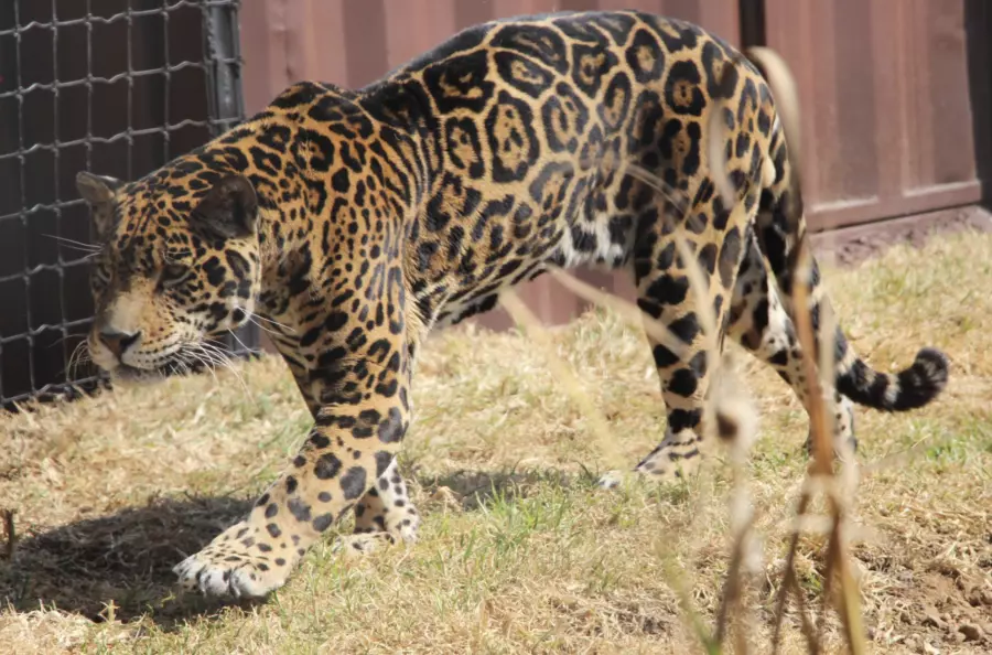 Jaguar Sanctuary, անմոռանալի արկած Մեքսիկայի նահանգում 19749_3