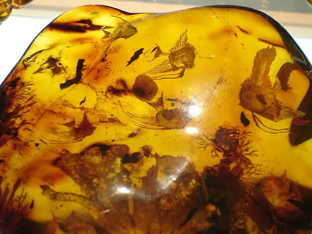 Chiapas amber, qimmatbaho tosh millionlab yillar 19759_3