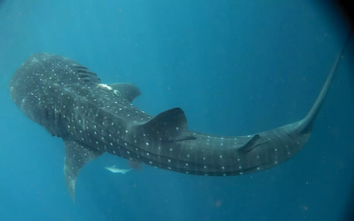 Ongebruikelijk! Walvishaai zwemt in Huatulco