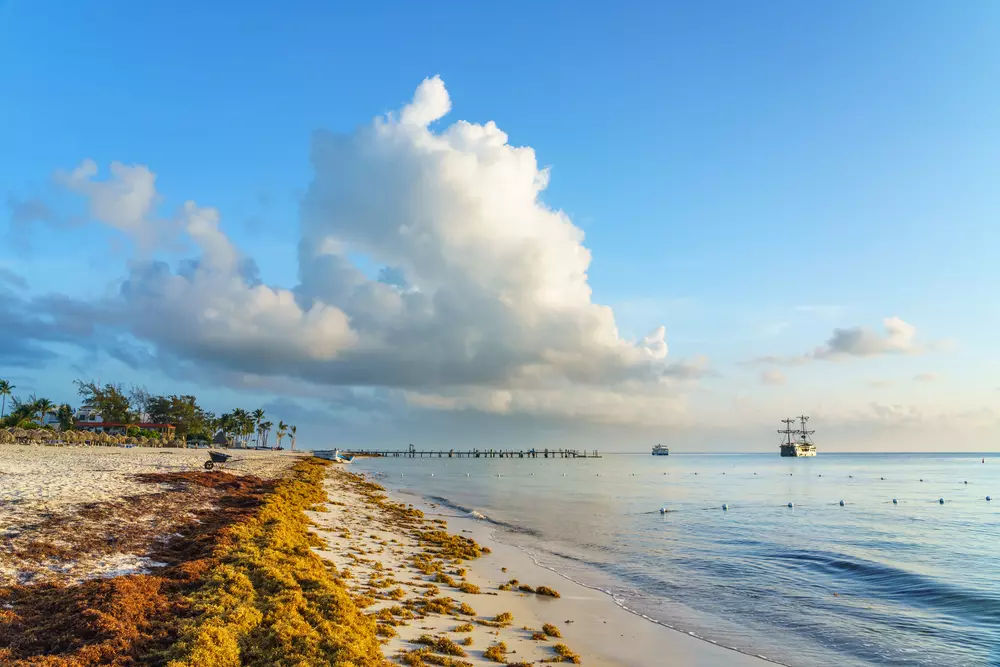 Punta Cana, Dominika Respubliko – la 17-an de junio 2018: sargasaj algoj sur la bela oceana strando en Bavaro, Punta Cana, rezulto de klimata ŝanĝo de tutmonda varmiĝo.