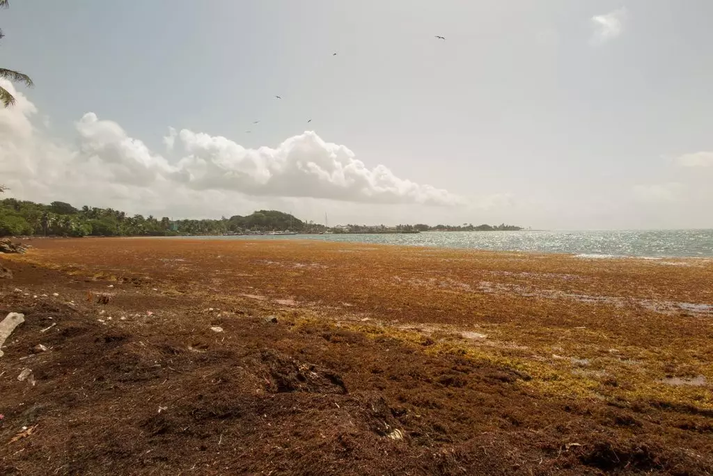 Sargassum ni nini na nini cha kufanya ikiwa utaipata kwenye safari yako? 19971_4