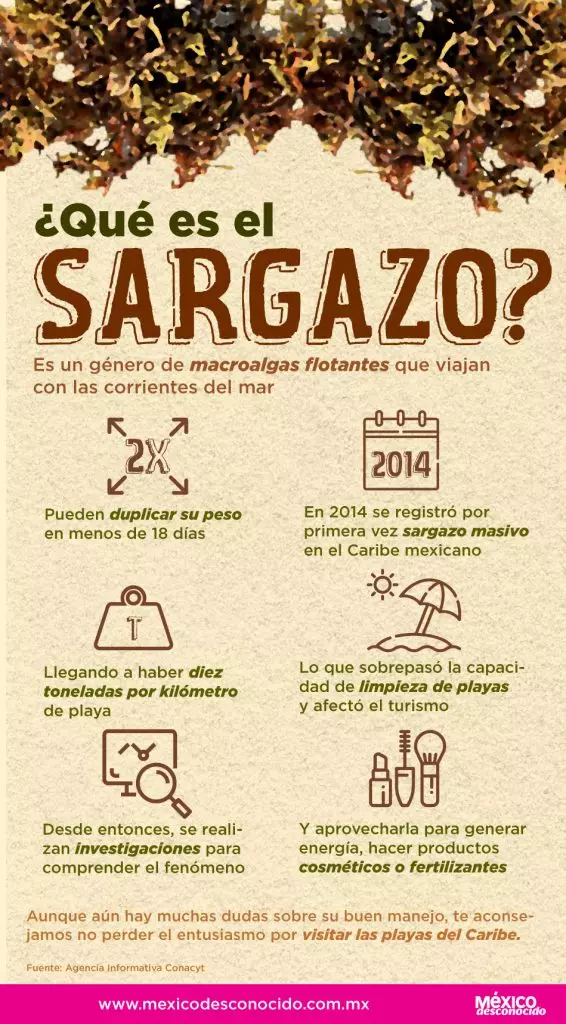 Какво е саргасум и какво да направите, ако го намерите по време на пътуването си? 19971_6