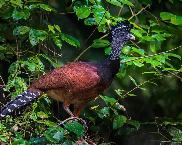 baineann-mór-curassow-crax-rubra-panoramic-íomhánna