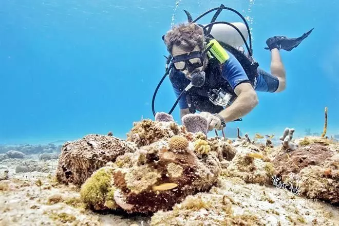 coral_cozumel