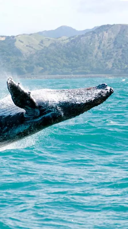 14 grey whales yug hauv Baja California Sur 20213_2