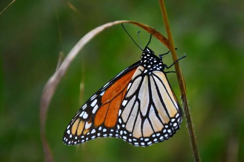 Заповідник метеликів La Mesa Monarch