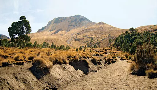 એલેક્ઝાન્ડર સલદાના