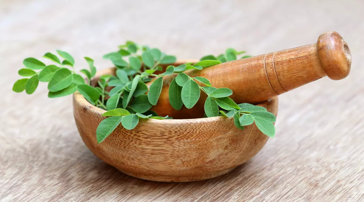 Eski bir şifalı bitki olan moringanın faydalı özellikleri
