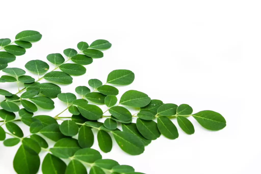 Nyttiga egenskaper hos moringa, en gammal medicinalväxt 20622_3