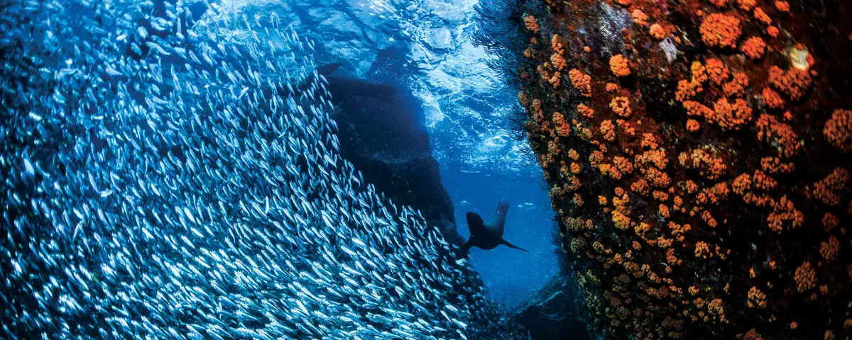 Sukeldumine maailma akvaariumis fifu