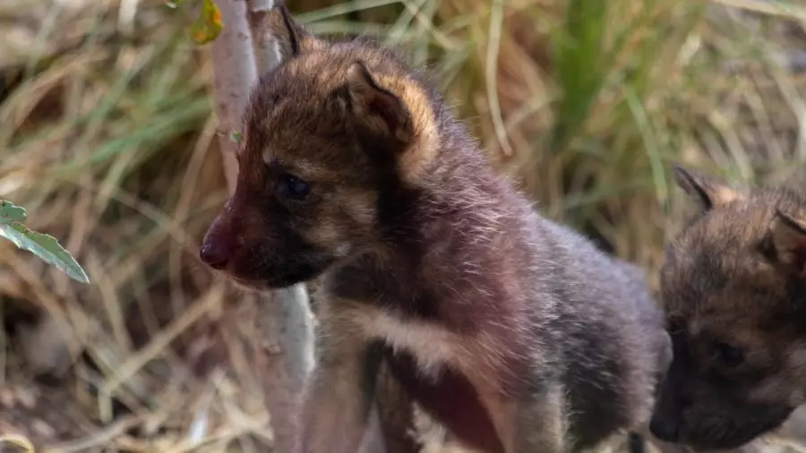 Mexicaanse grijze wolf