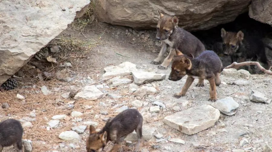 mexican gray wolf