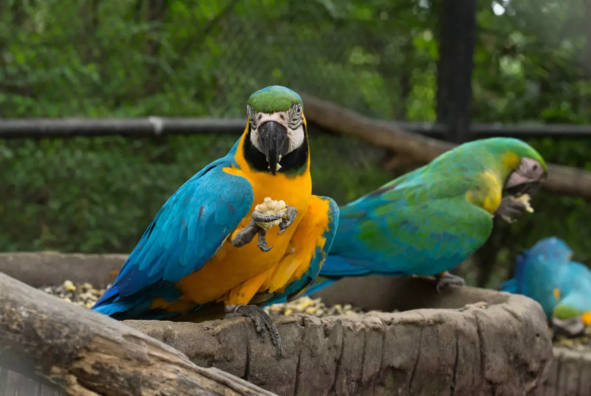 Tropische vogels: de kleur van de Mexicaanse jungle 20735_2