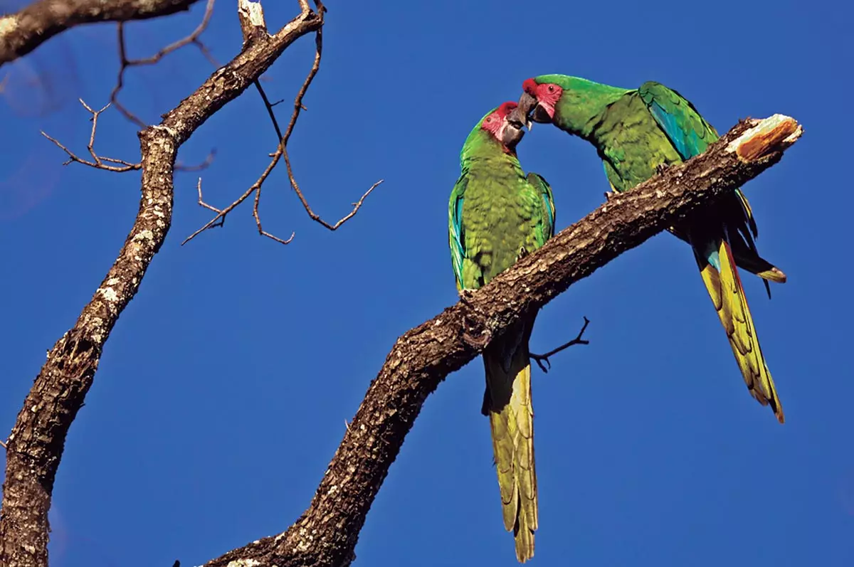 Tropiske fugler: fargen på den meksikanske jungelen 20735_3
