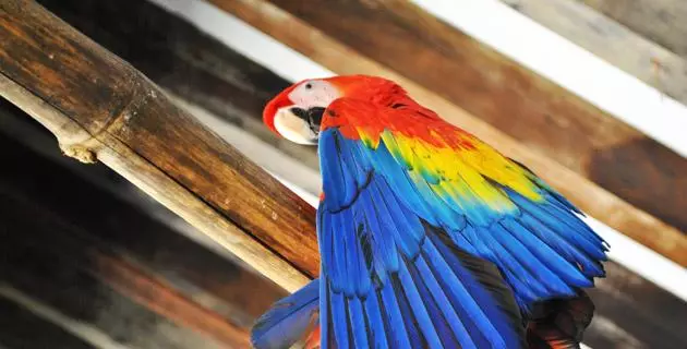Burung tropika: warna hutan Mexico 20735_4